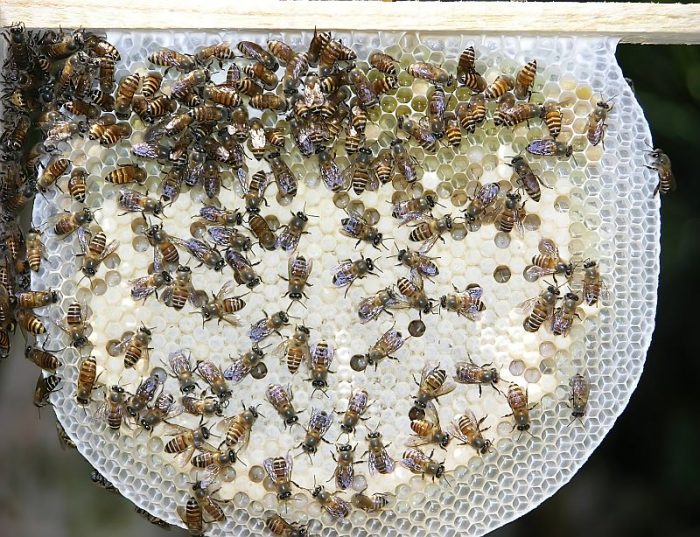 FIA – Federation of Indigenous Apiculturists – FIA Honey Bee