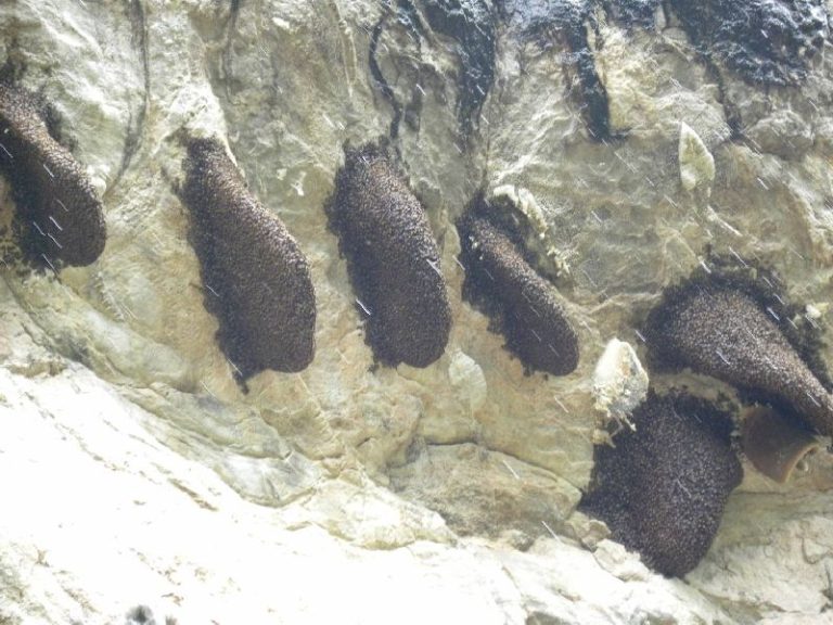 FIA – Federation of Indigenous Apiculturists – FIA Honey Bee